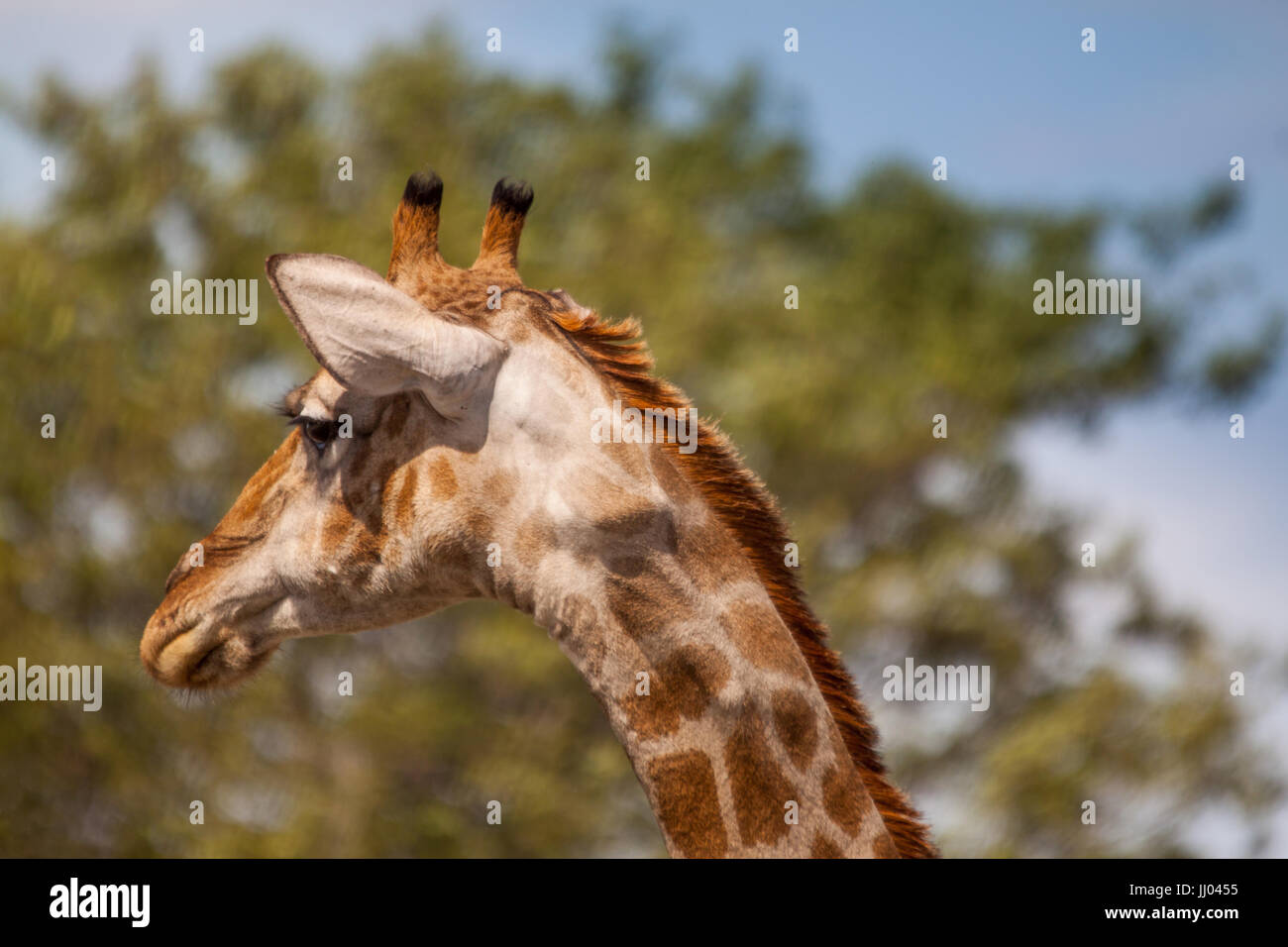 Single giraffe in front of trees in Etosha National Park, Namibia Stock ...