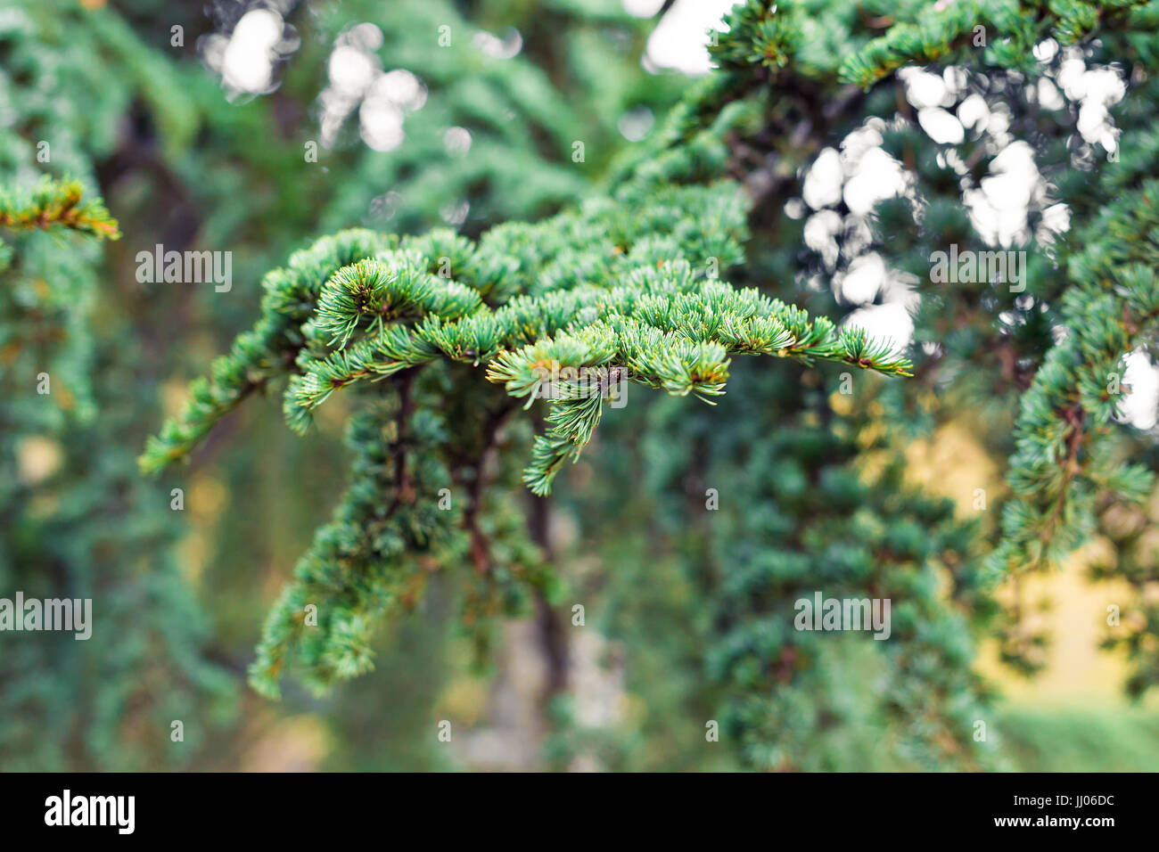 Branches of fir trees growing in the summer forest Stock Photo - Alamy