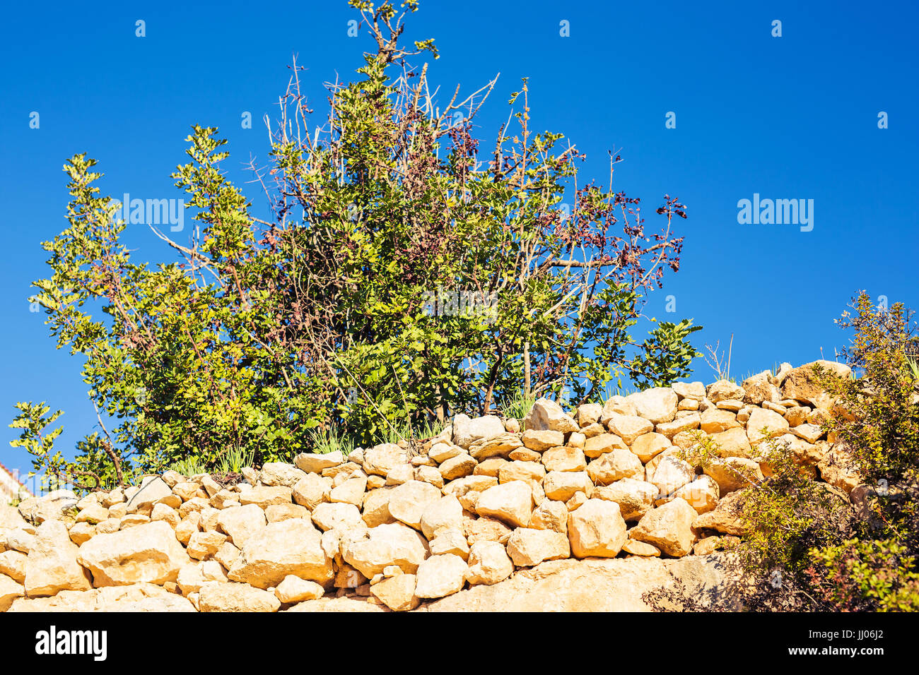 Lonely tree growing on top of the rock Stock Photo - Alamy
