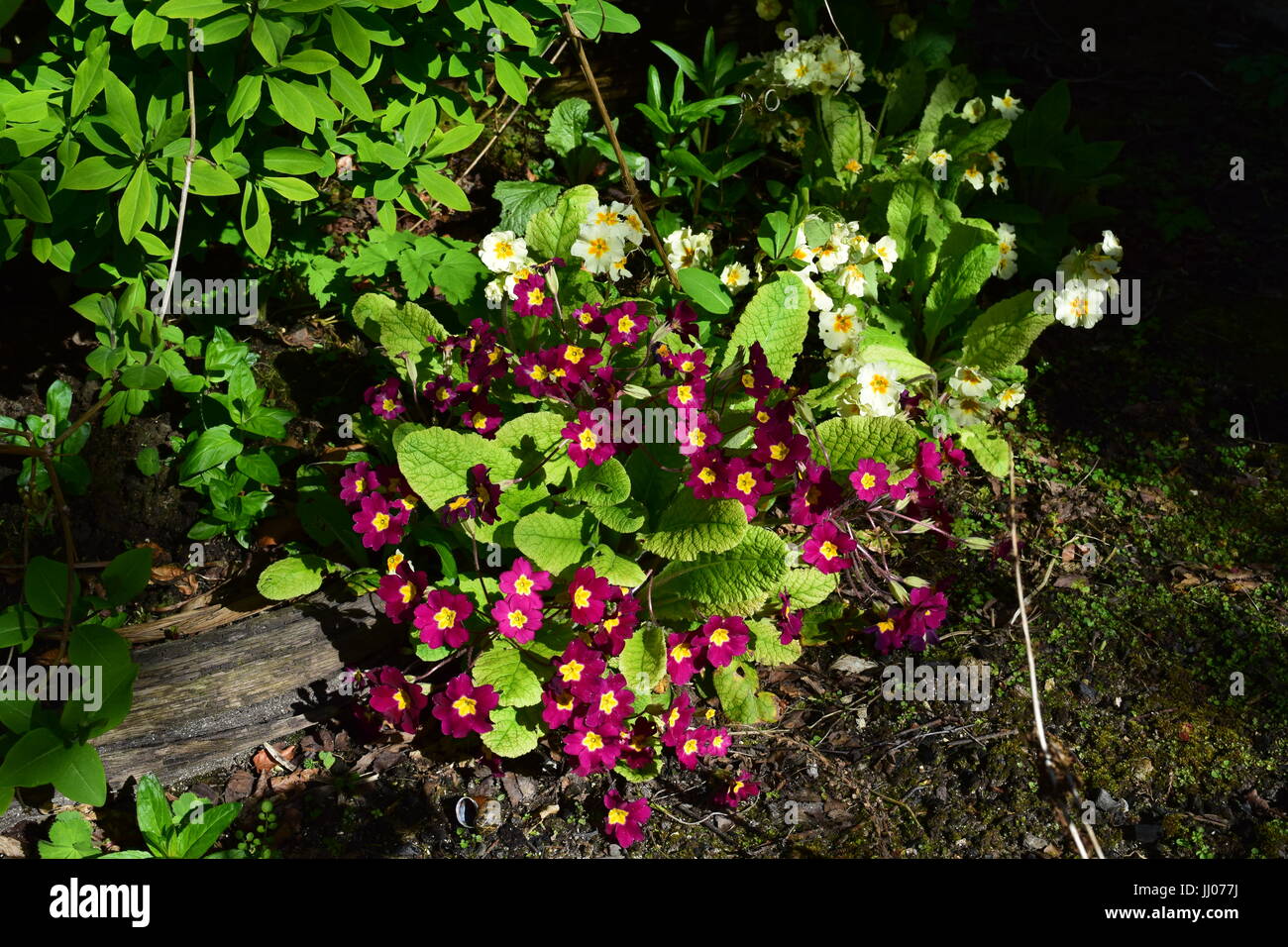 Pink primula plant Stock Photo - Alamy