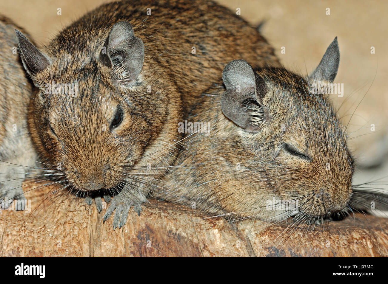 Common Degus / (Octodon degus) | Gewoehnliche Degus / (Octodon degus ...