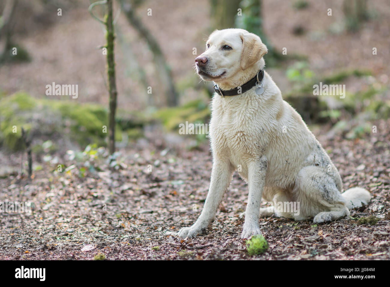 Handsome yellow labrador retriever hi-res stock photography and images ...