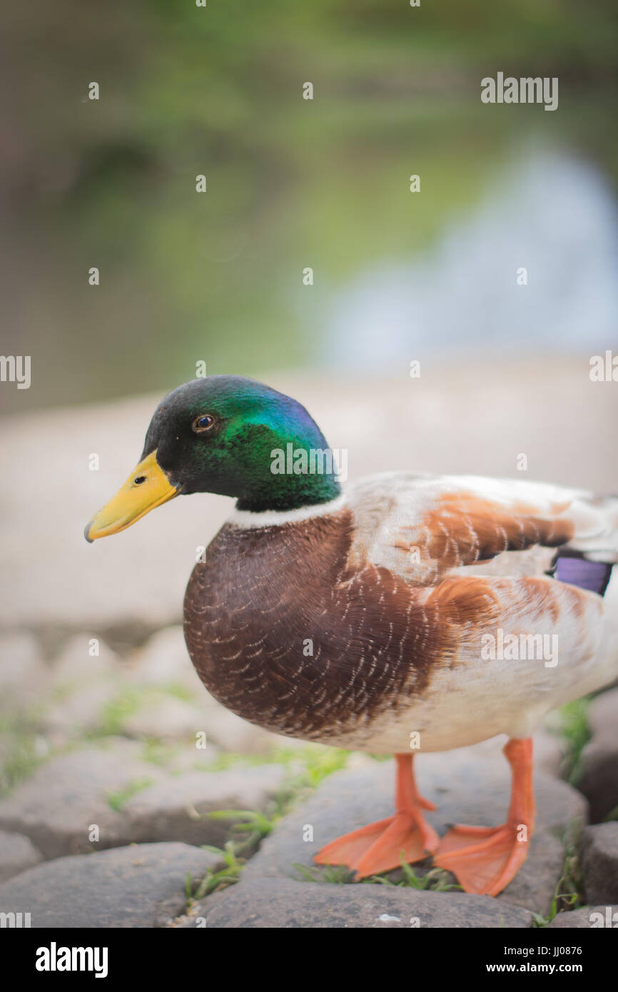 Mallard feathers hi-res stock photography and images - Alamy