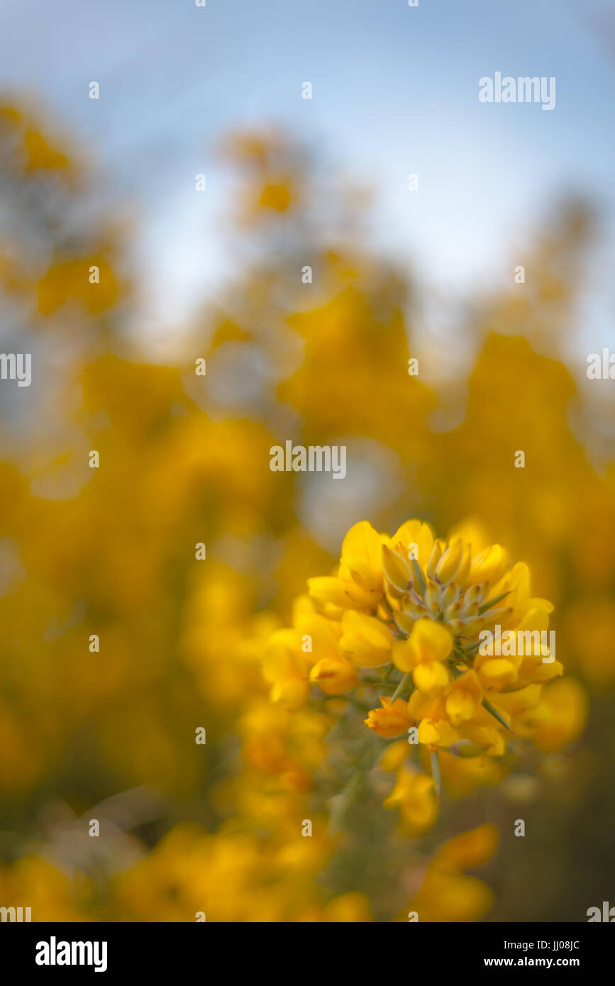 Seedling and heather hi-res stock photography and images - Alamy