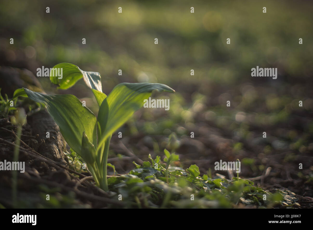 First shoot of spring Stock Photo - Alamy