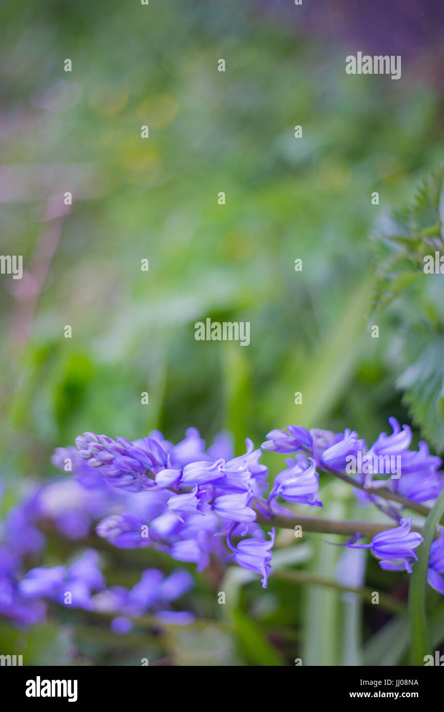 Fresh bloom of spring Stock Photo - Alamy