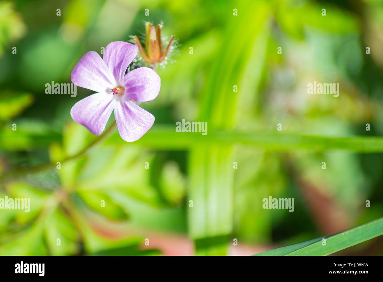 Pink flower background Stock Photo - Alamy