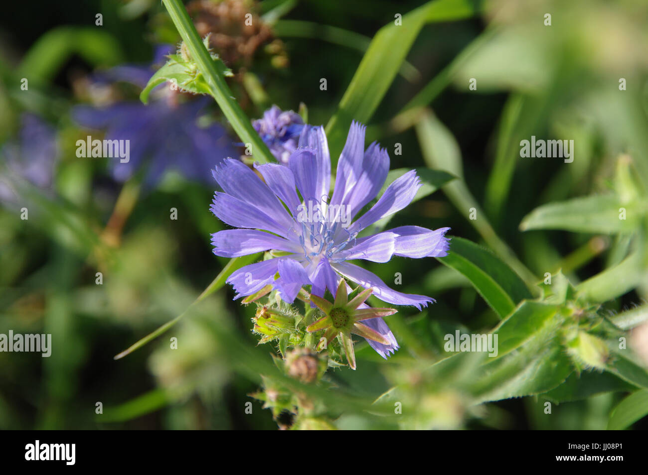 Chicory flower on meadow. Close-up view of purple flowers in a natural ...