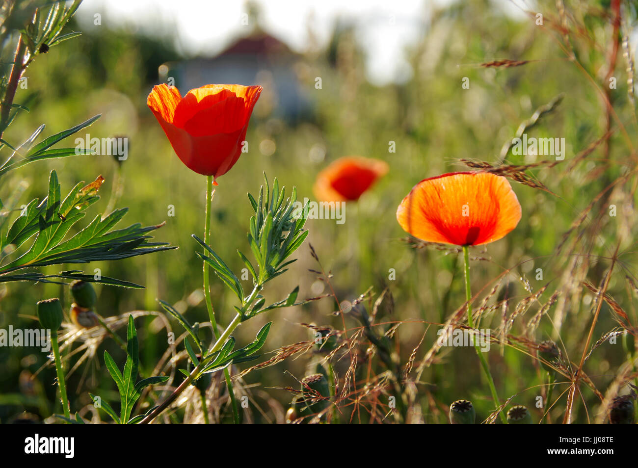 Poppy seeds. Red weed on meadow Stock Photo - Alamy