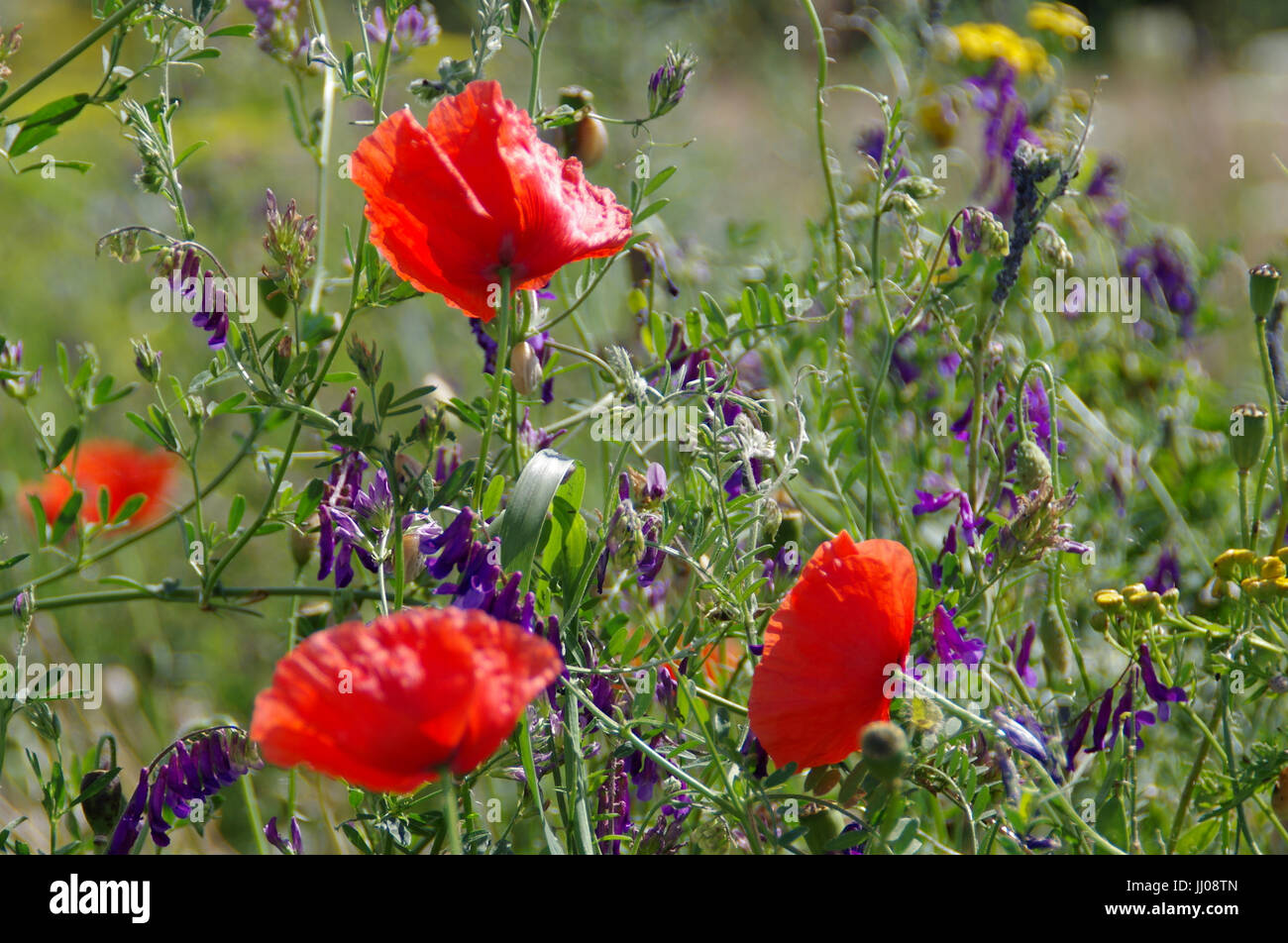 Poppy seeds. Red weed on meadow Stock Photo - Alamy