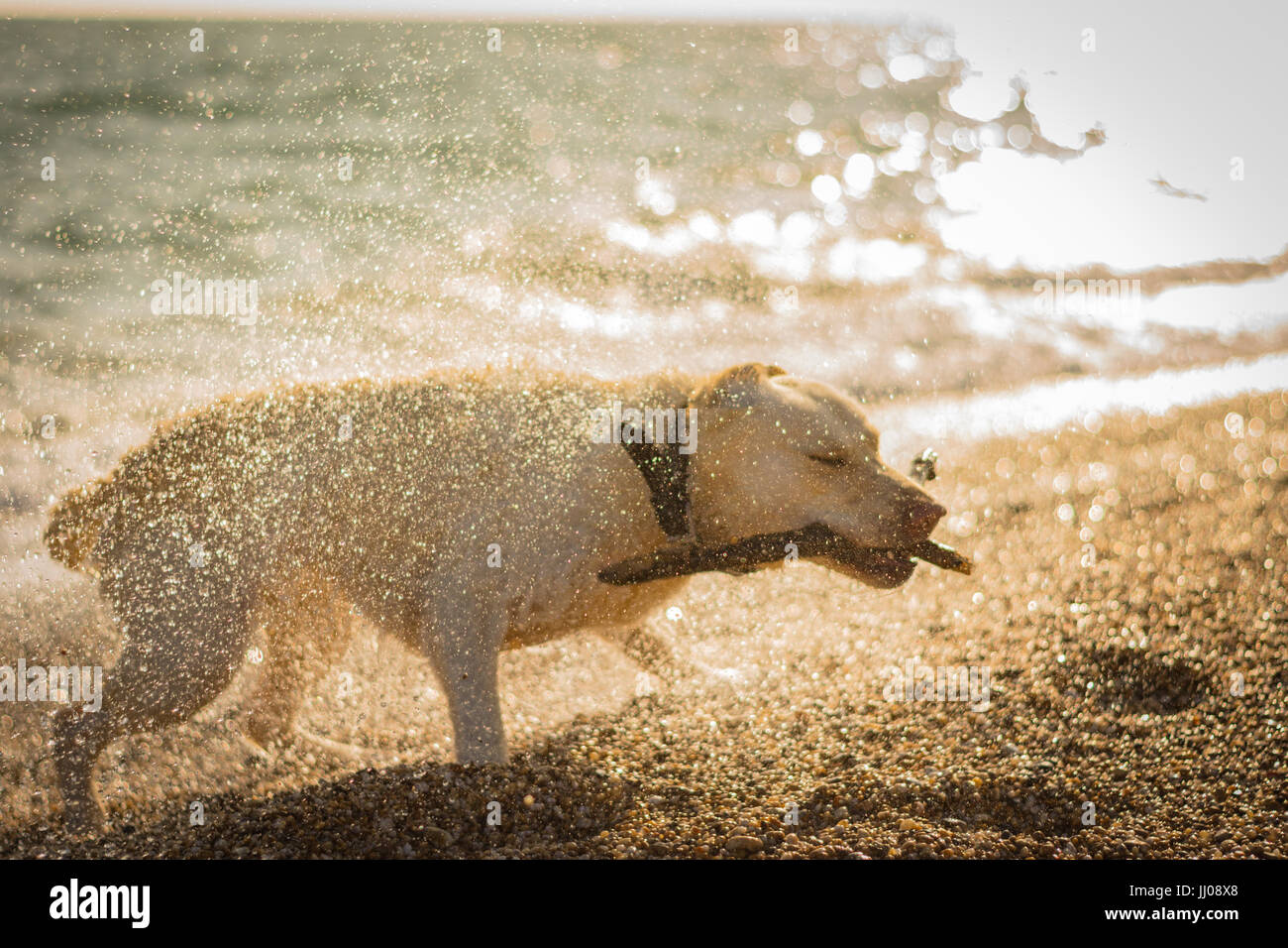 Shake it off Stock Photo - Alamy