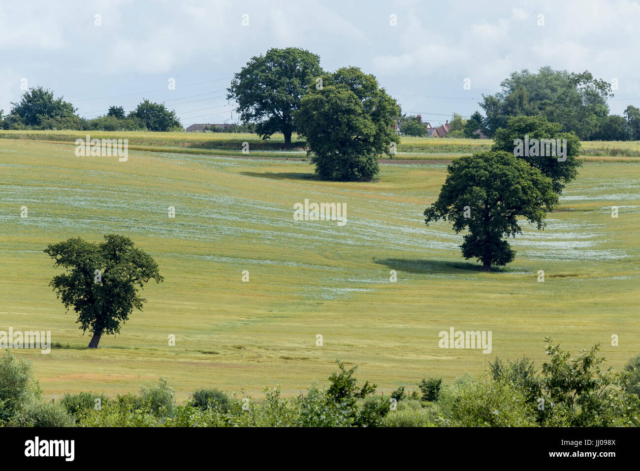Rolling Essex Fields as Seen from RHS Hyde Hall Gardens Stock Photo - Alamy