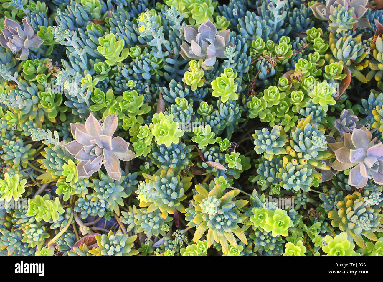 a background with succulent plants Stock Photo - Alamy