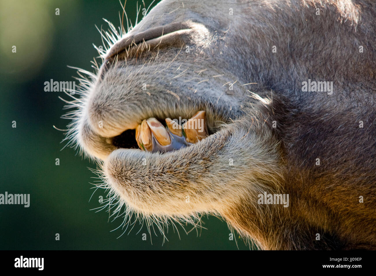 Teeth camel teeth close up showing uneven staggared stained distorted ...