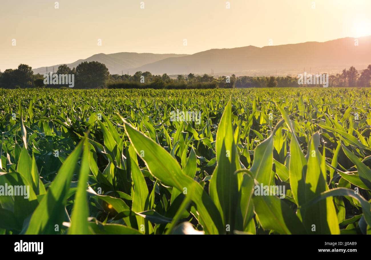 Young corn plantation landscape at sunset time Stock Photo - Alamy