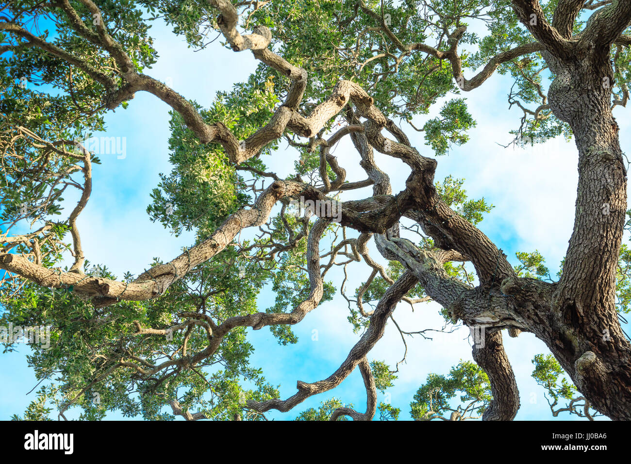 Twisted Oak Limbs Against Sky Stock Photo - Alamy