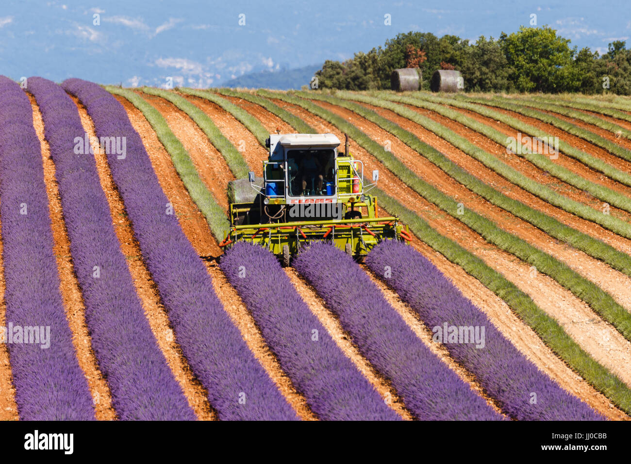 lavender harvester agricultural provence france Stock Photo - Alamy