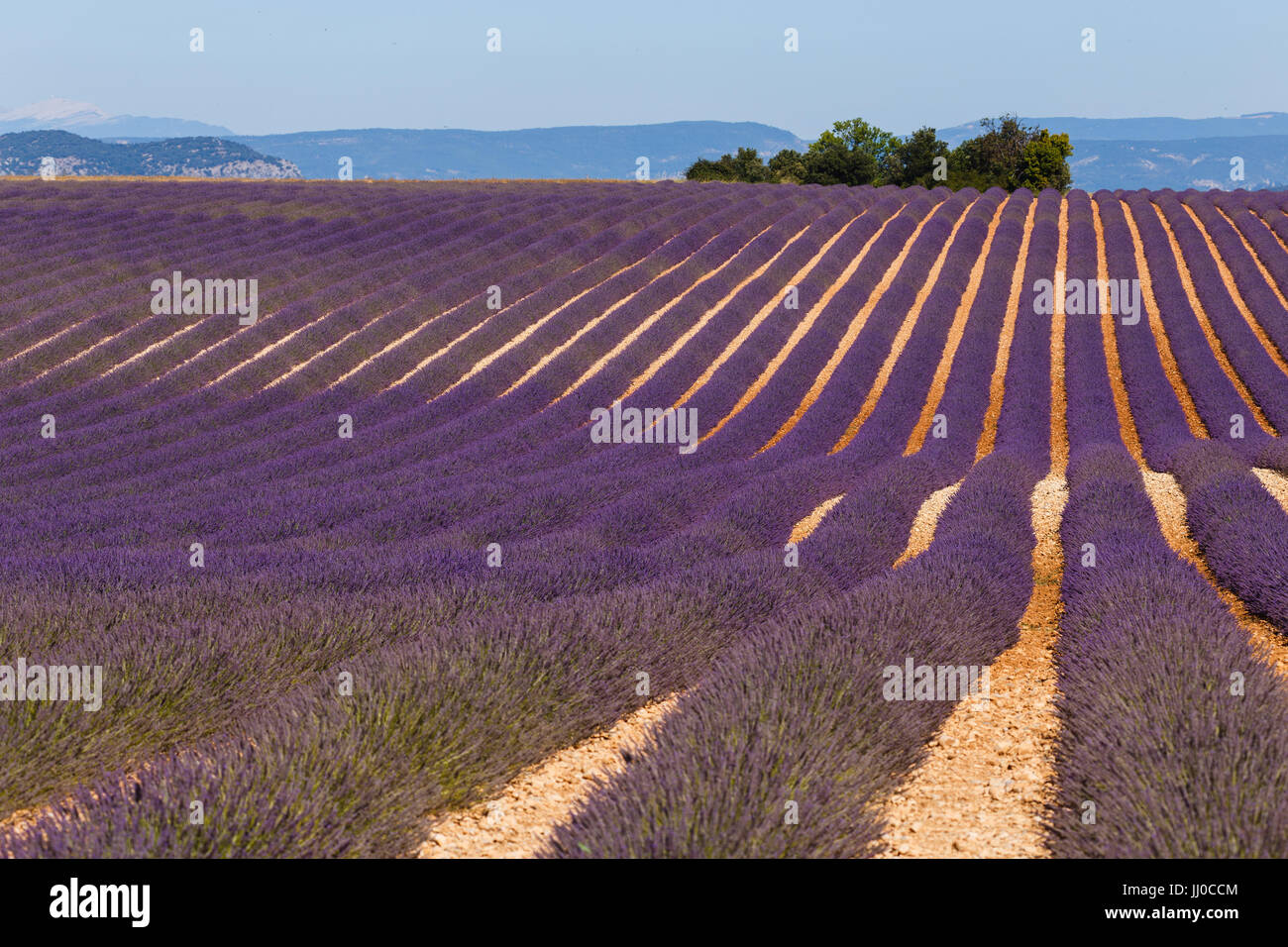 lavender fields provence france landscape Stock Photo - Alamy
