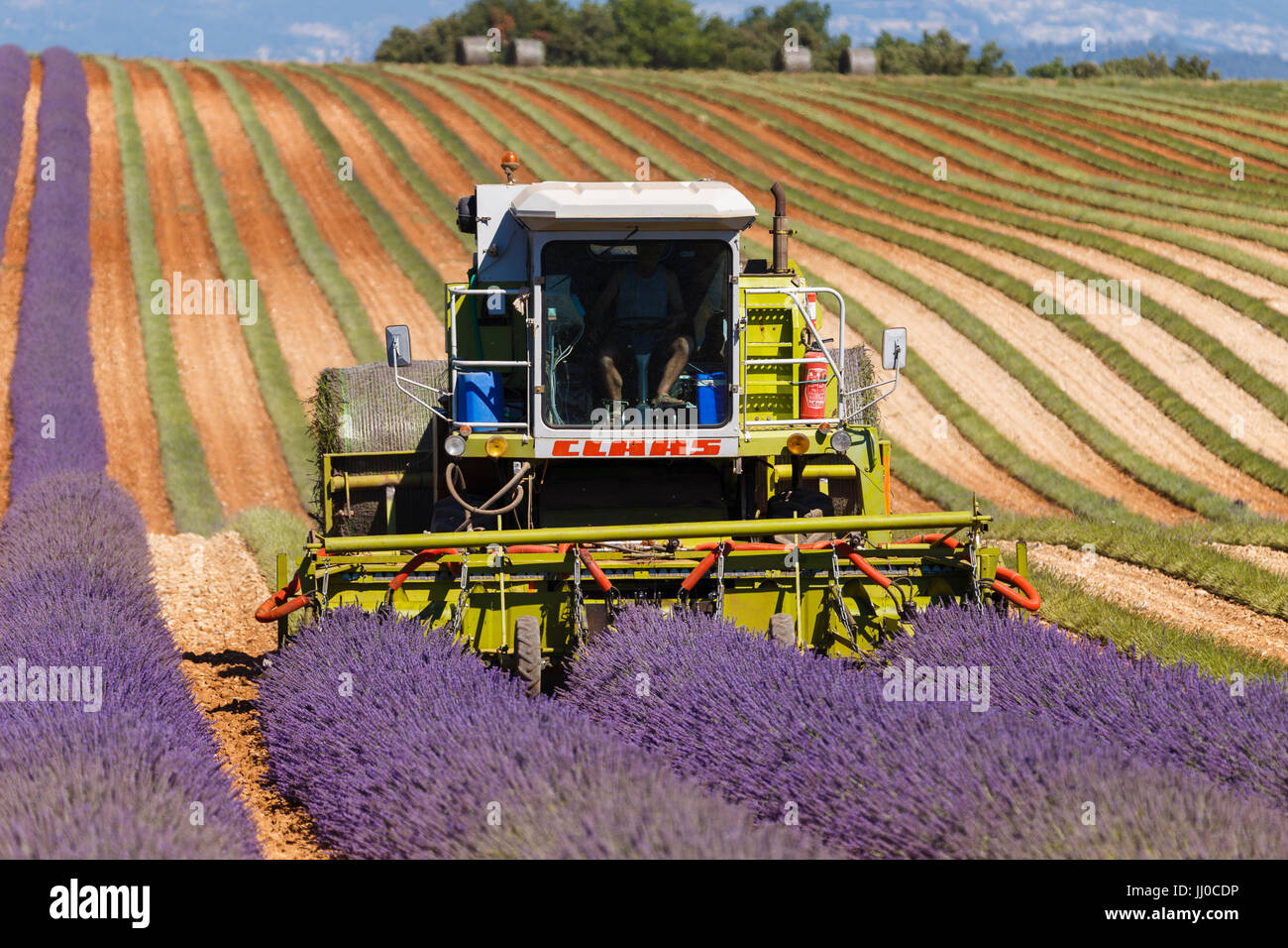 lavender harvester agricultural provence france Stock Photo - Alamy