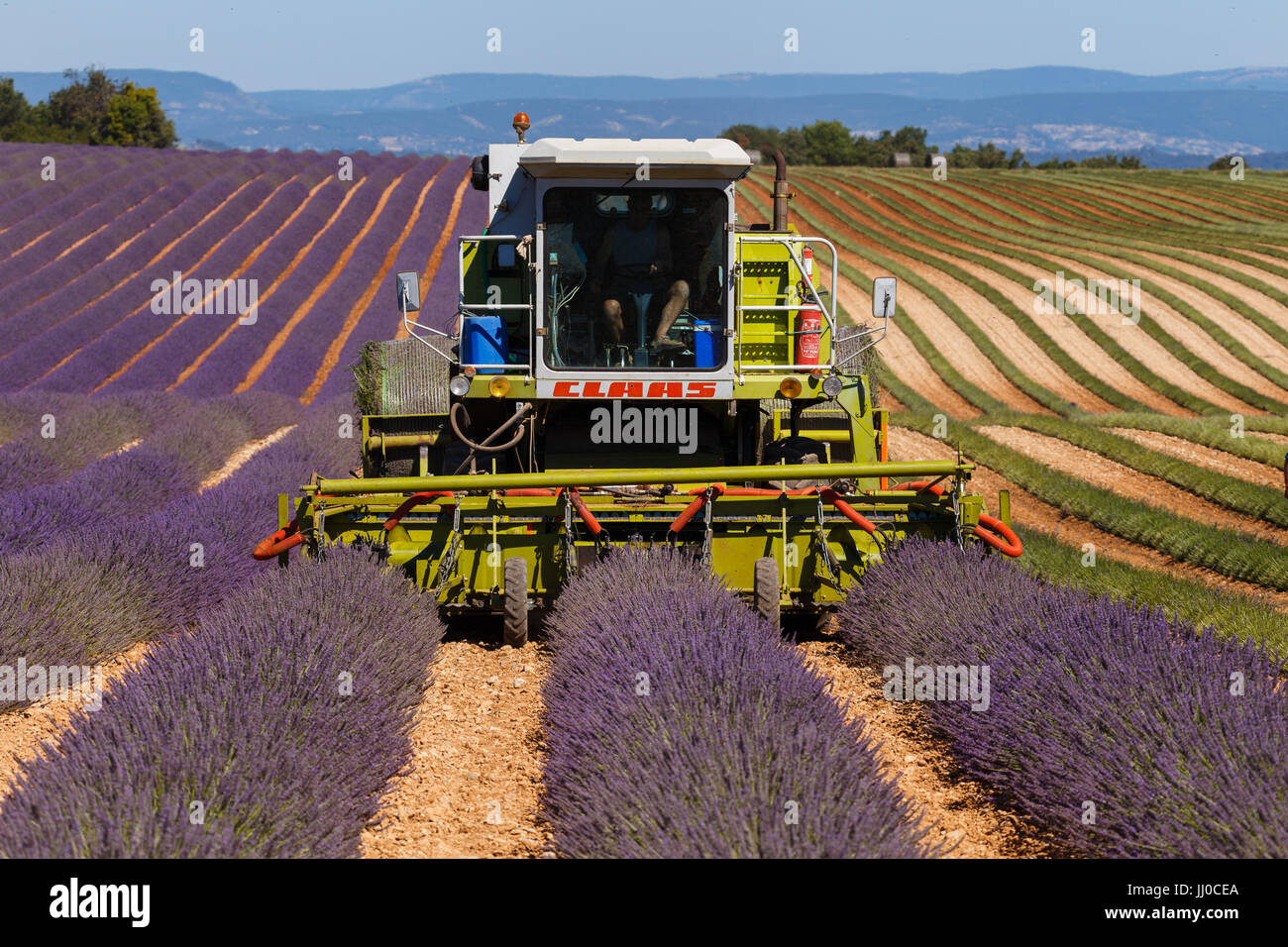 lavender harvester agricultural provence france Stock Photo - Alamy