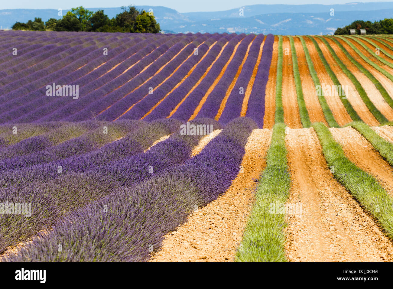lavender fields provence france landscape Stock Photo - Alamy