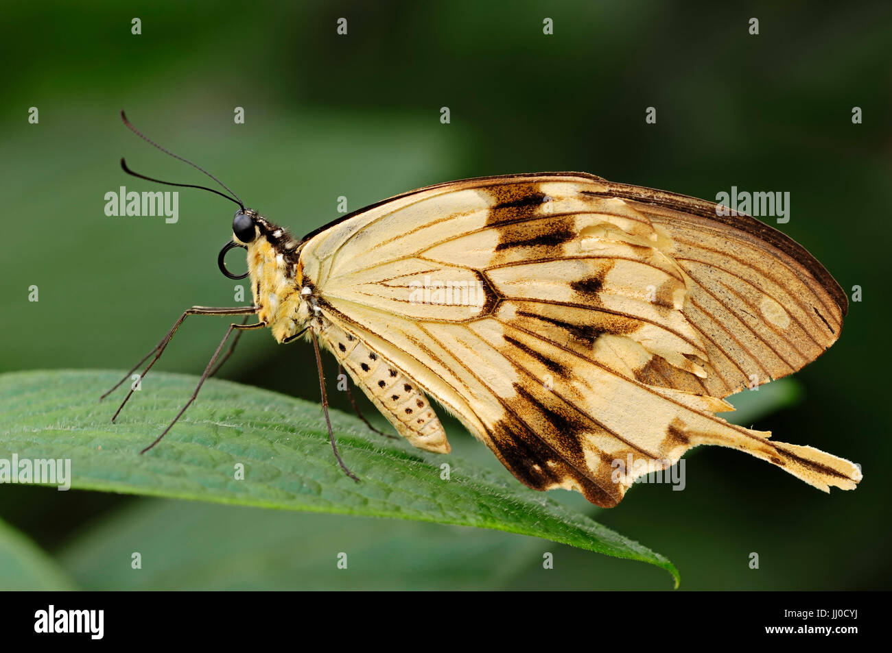 African Swallowtail / (Papilio dardanus) / Mocker Swallowtail, Flying ...