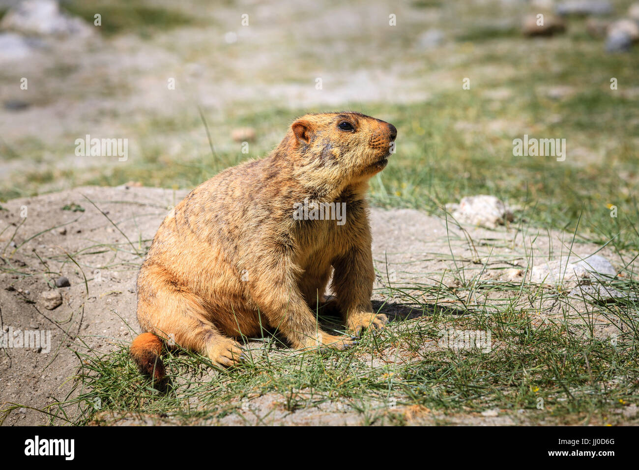 Marmota himalayana hi-res stock photography and images - Alamy