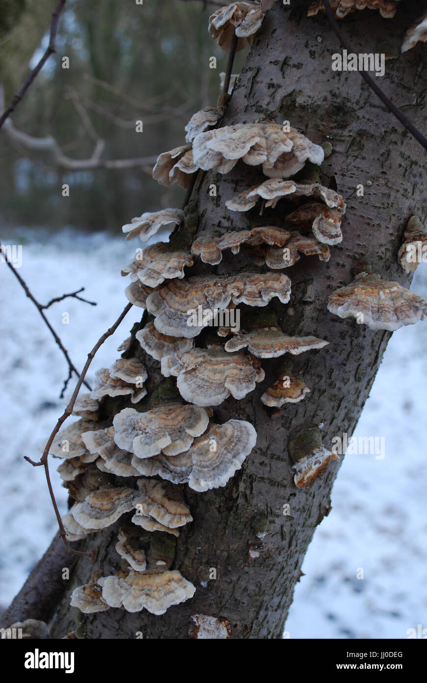 Bracket fungus on tree trunk Stock Photo - Alamy