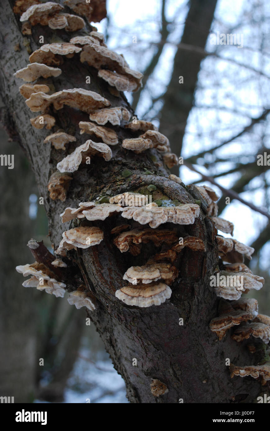 Bracket fungus on tree trunk Stock Photo - Alamy