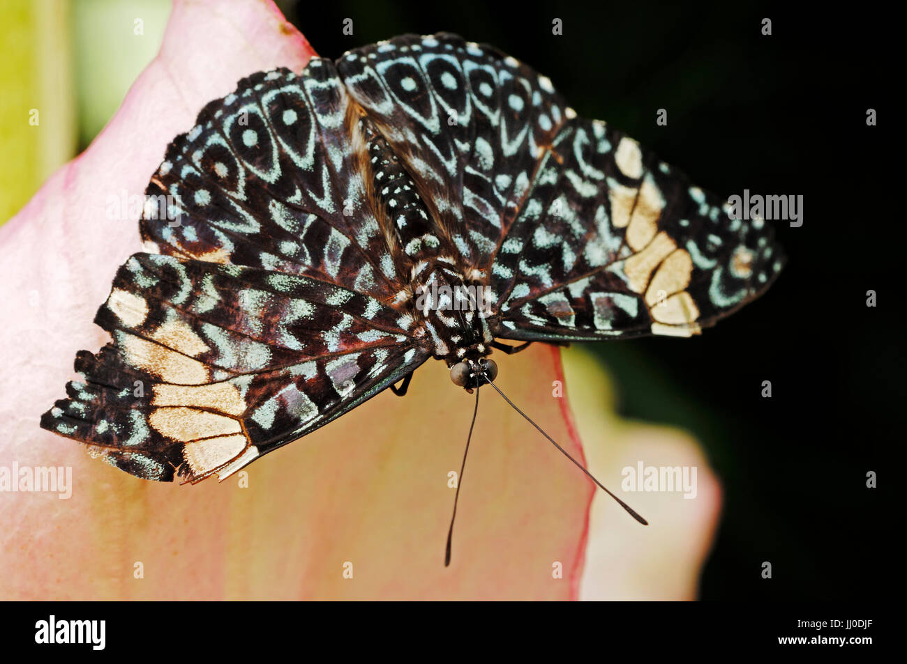 Hamadryas amphinome hi-res stock photography and images - Alamy