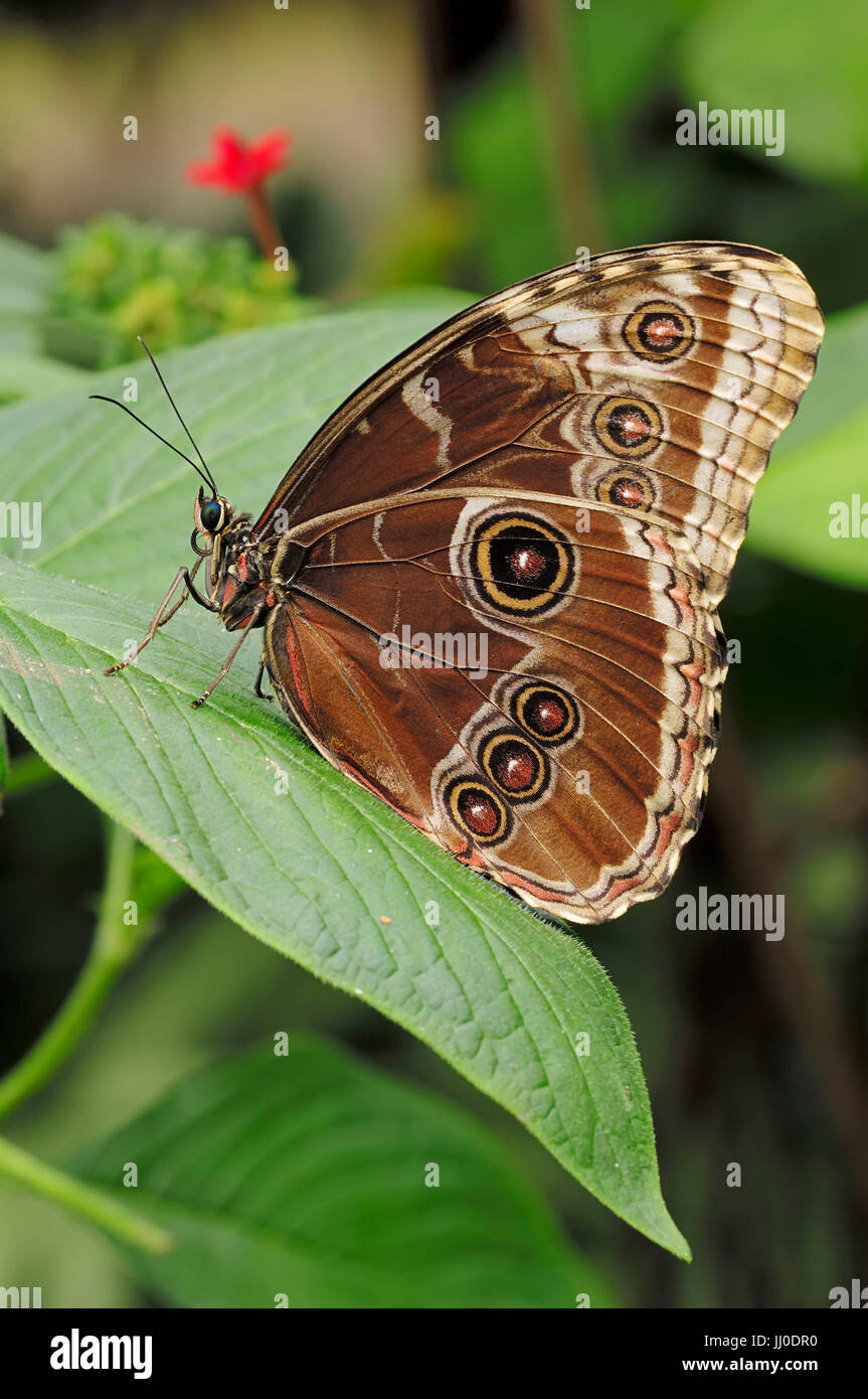 Peleides Blue Morpho / (Morpho peleides) / Common Blue Morpho Butterfly ...