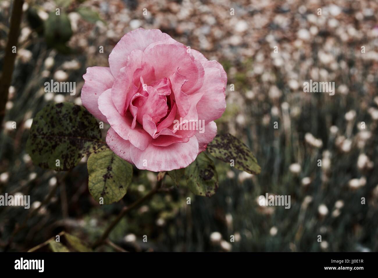 Big pink rose with dirty leafs in garden. Floral concept Stock Photo ...
