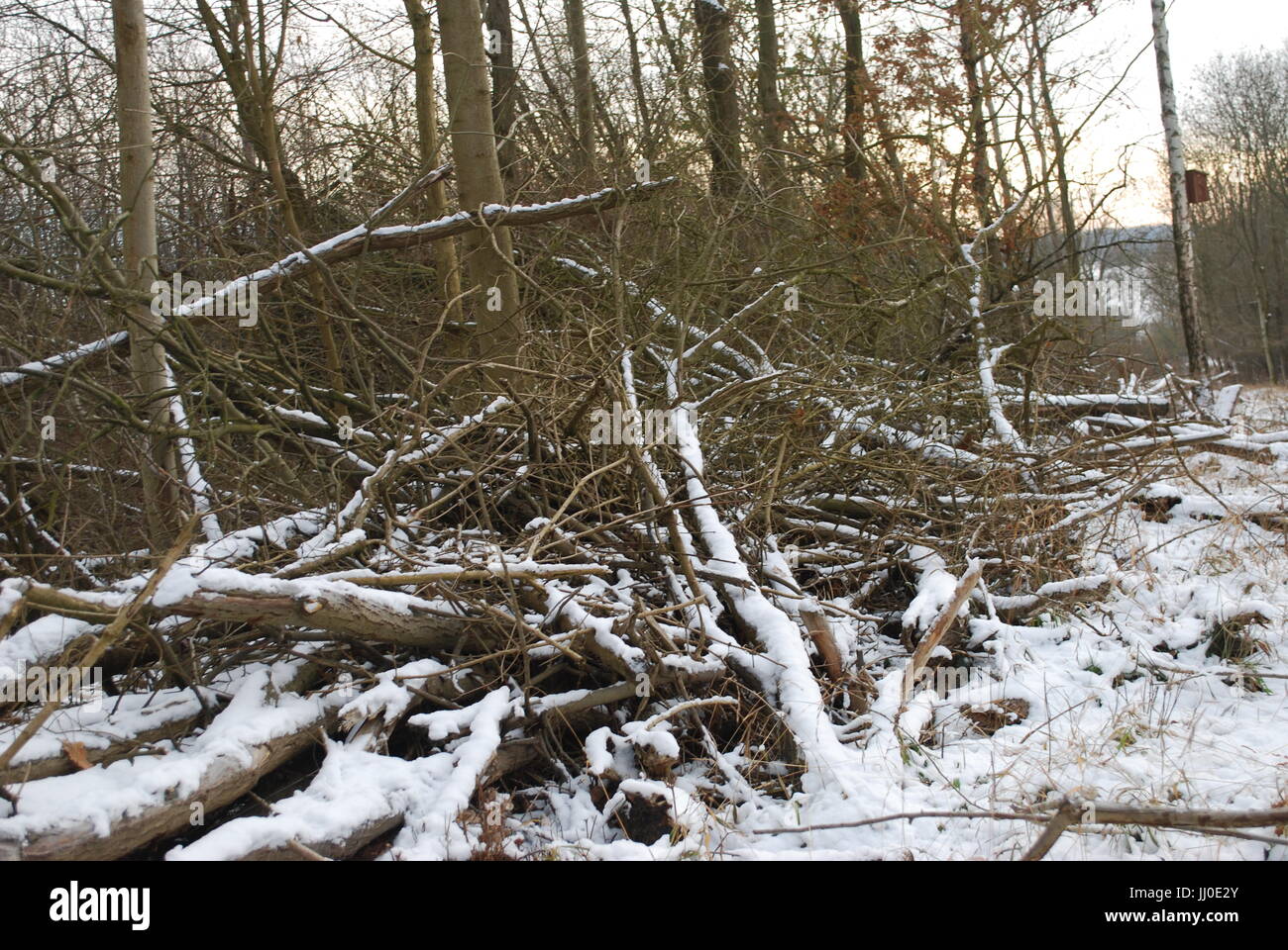 Snow covered fallen branches and tree Stock Photo - Alamy