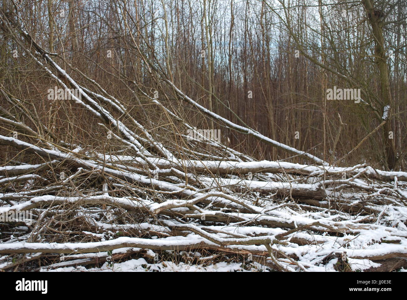 Snow covered fallen branches and tree Stock Photo - Alamy