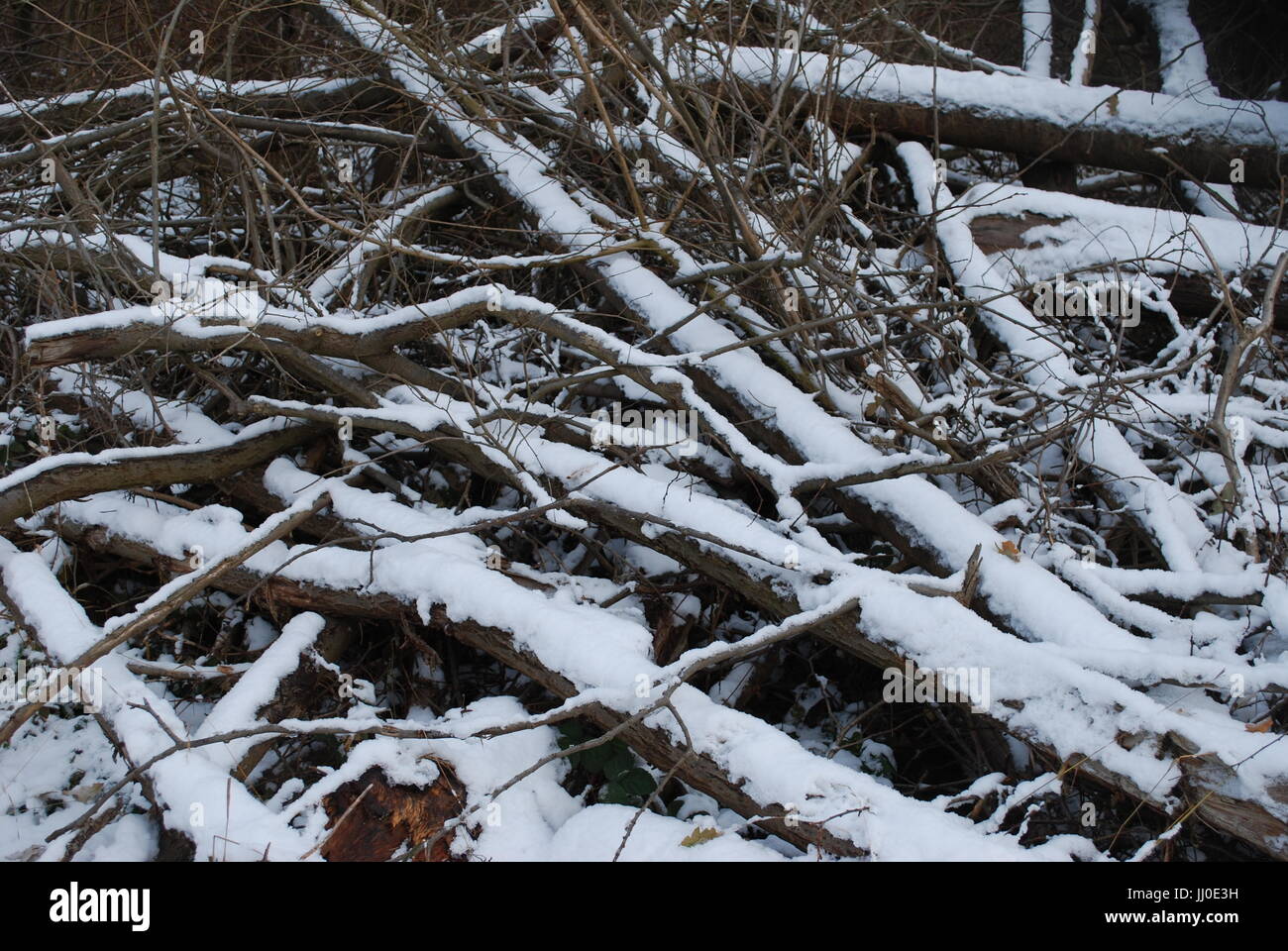 Snow covered fallen branches and tree Stock Photo - Alamy