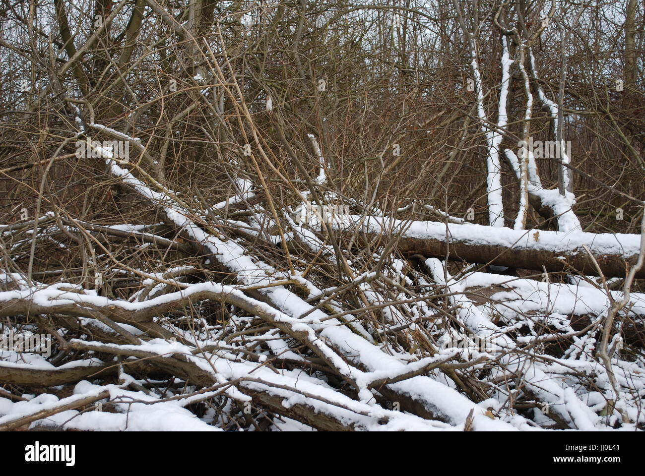 Snow covered fallen branches and tree Stock Photo - Alamy