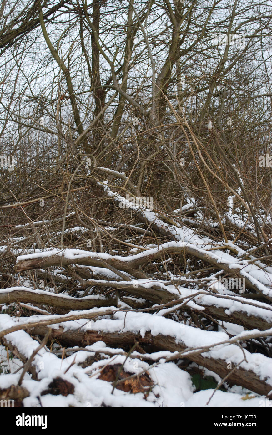 Snow covered fallen branches and tree Stock Photo - Alamy