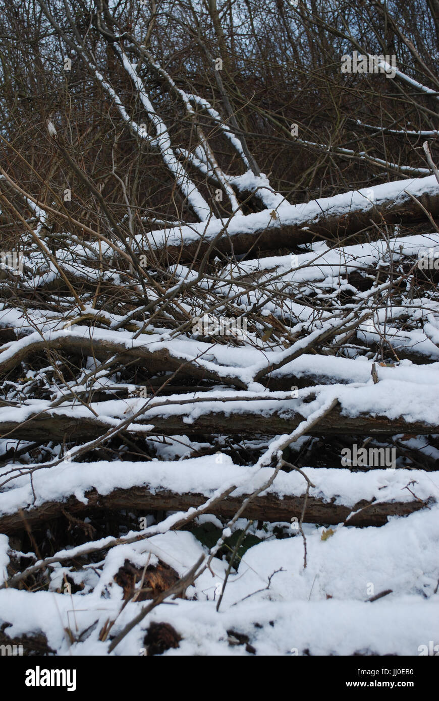 Snow covered fallen branches and tree Stock Photo - Alamy