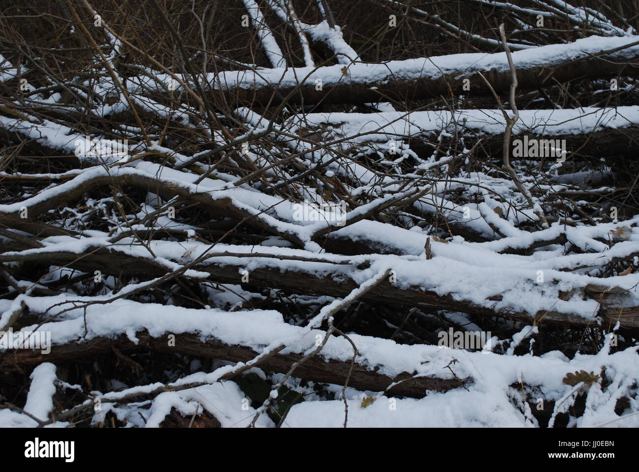 Snow covered fallen branches and tree Stock Photo - Alamy
