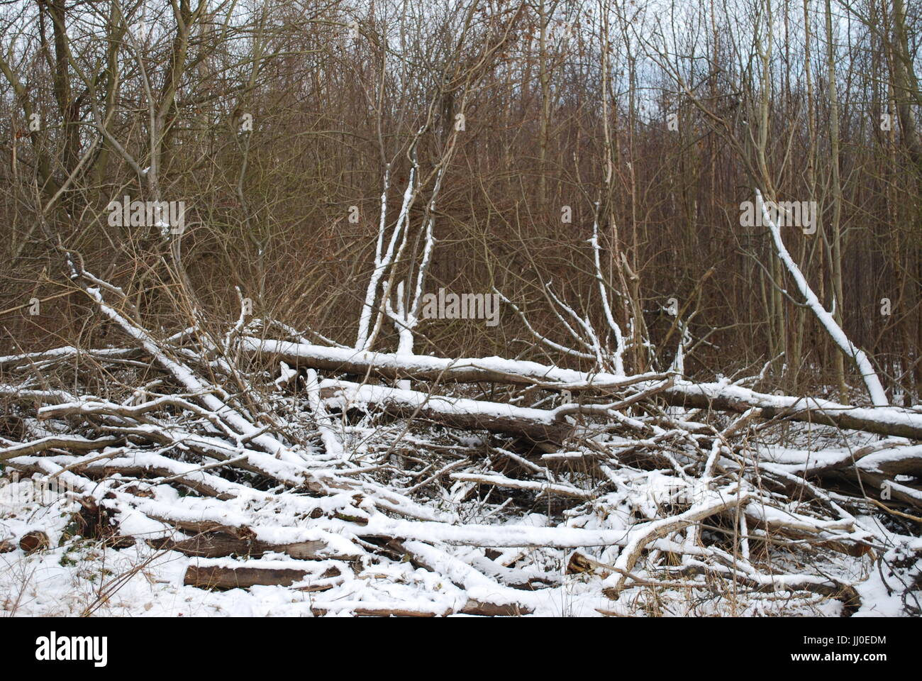 Snow covered fallen branches and tree Stock Photo - Alamy