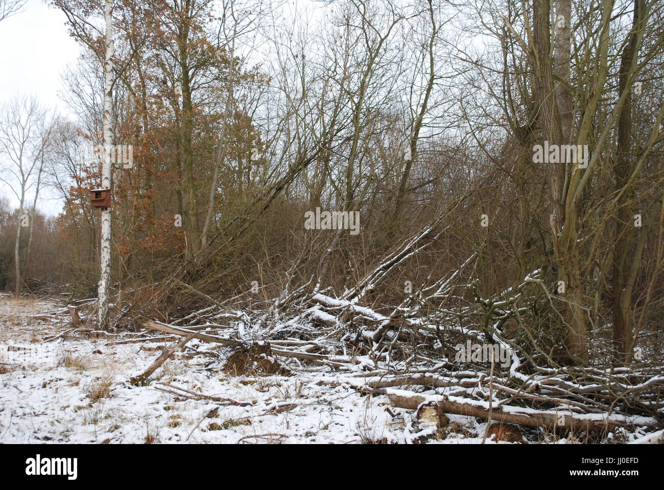 Snow covered fallen branches and tree Stock Photo - Alamy