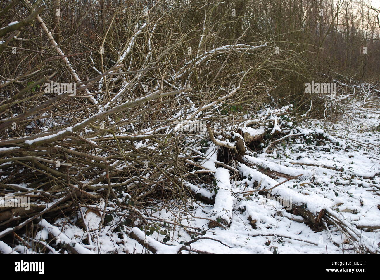 Snow covered fallen branches and tree Stock Photo - Alamy