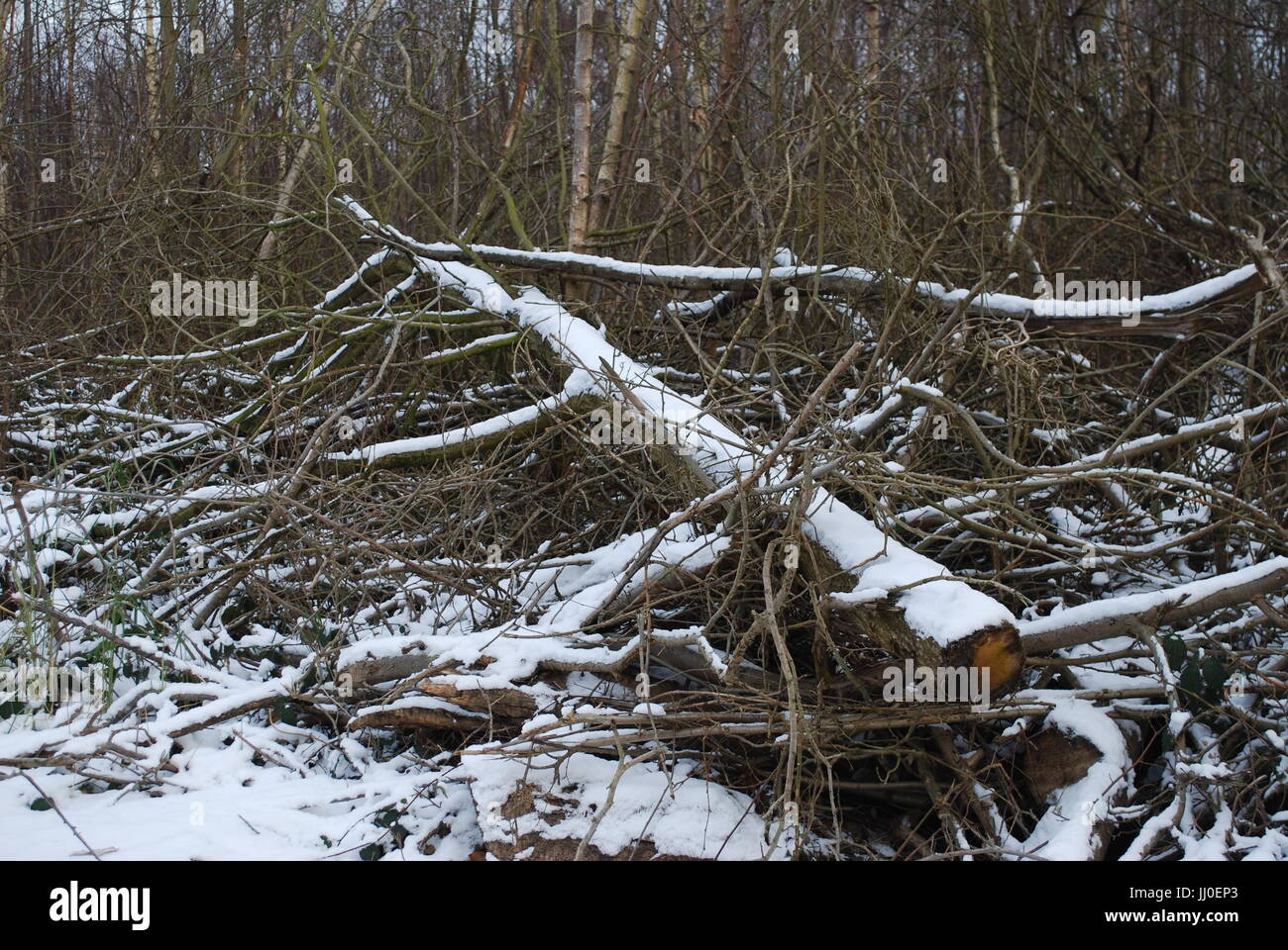 Snow covered fallen branches and tree Stock Photo - Alamy
