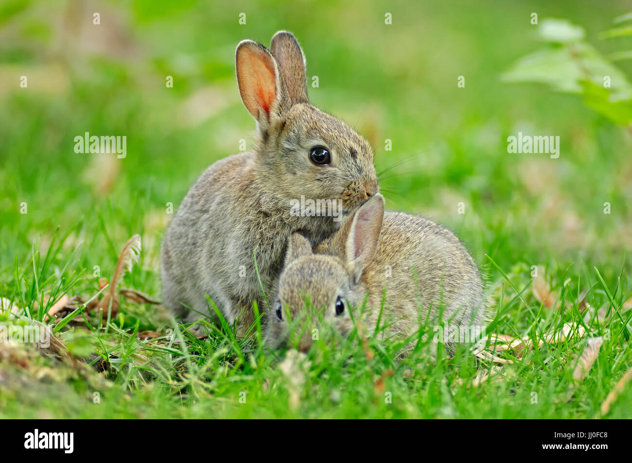 European Rabbits, North Rhine-Westphalia, Germany / (Oryctolagus ...