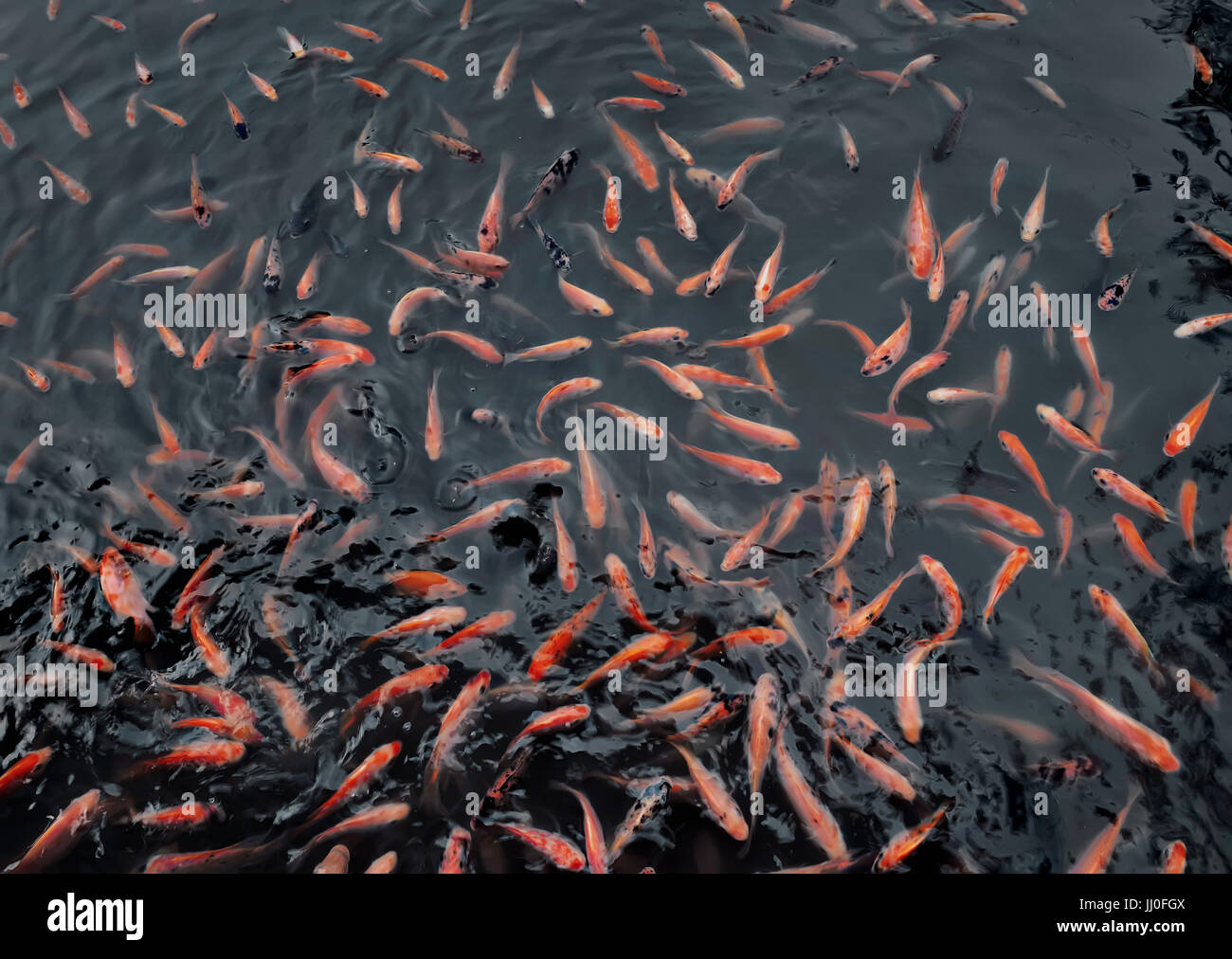 Carp fish swimming hi-res stock photography and images - Alamy