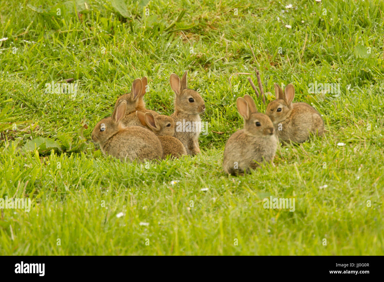 Young Rabbits (Oryctolagus cuniculus) in group outside burrow, Scotland ...