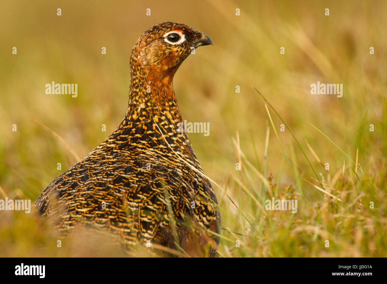 Red Grouse (Lagopus lagopus scotica) female on moorland in Cairngorm ...