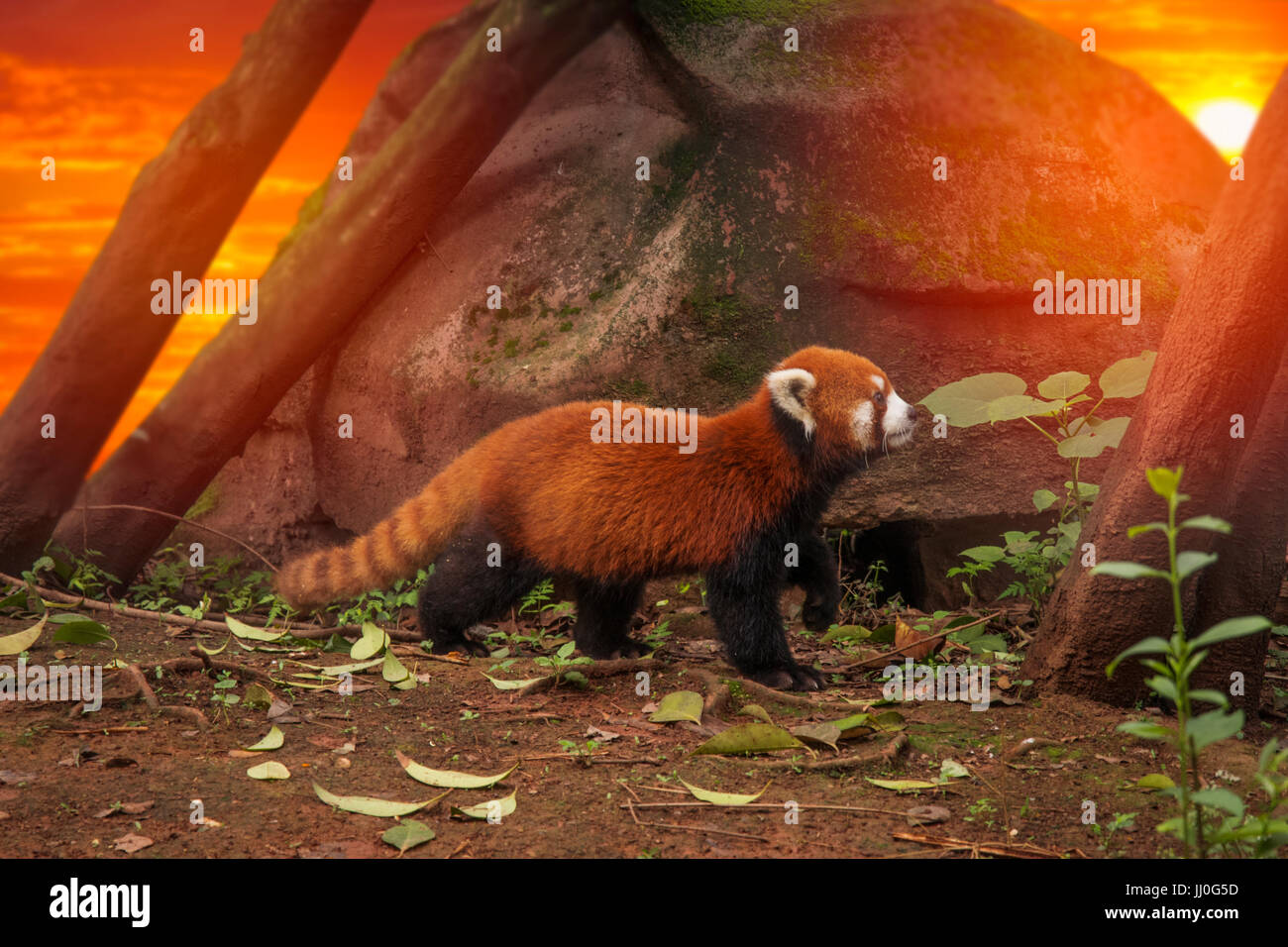 Cute red panda walks hi-res stock photography and images - Alamy