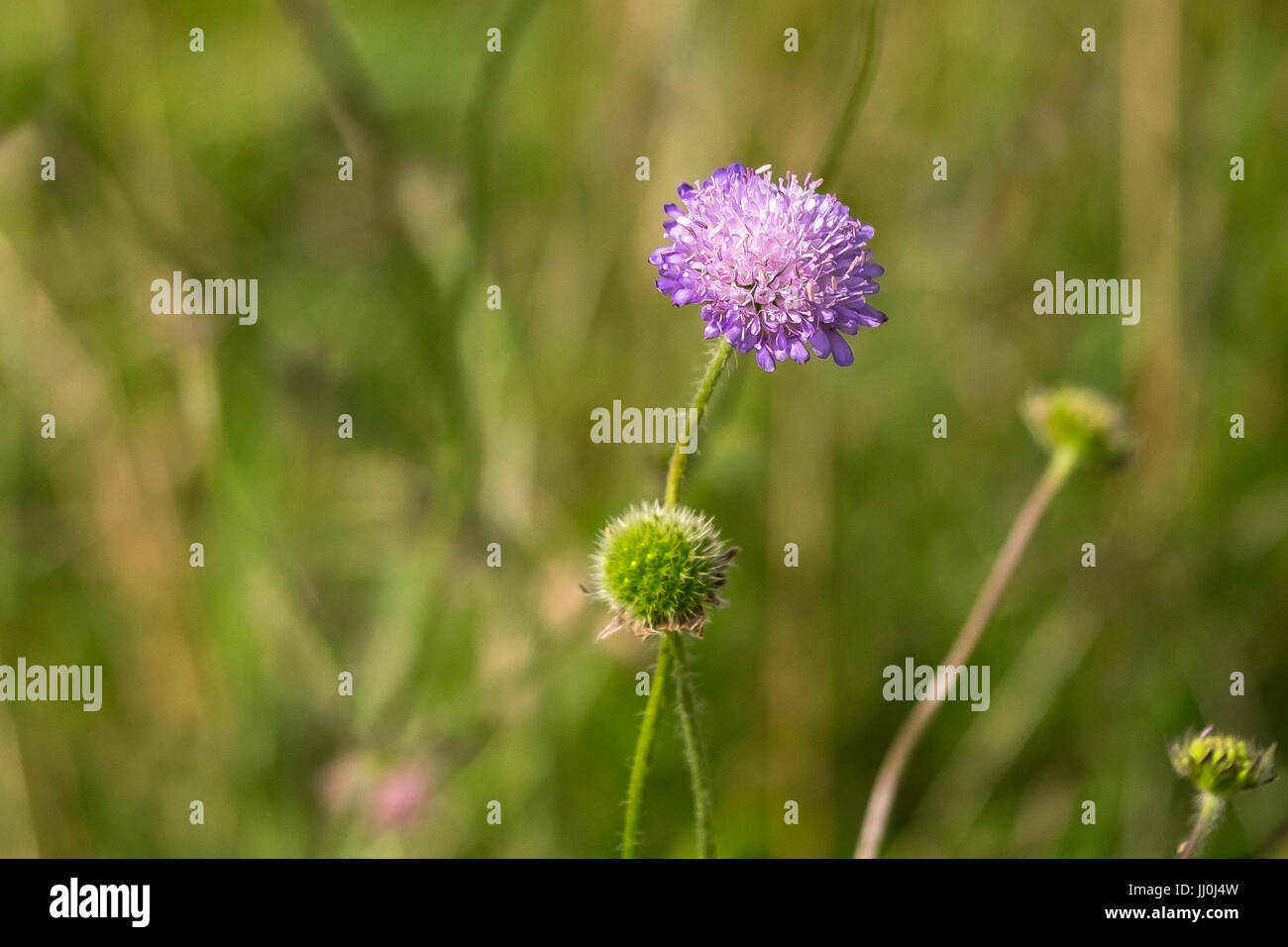 Field Scabious. Knautia arvensis Stock Photo - Alamy