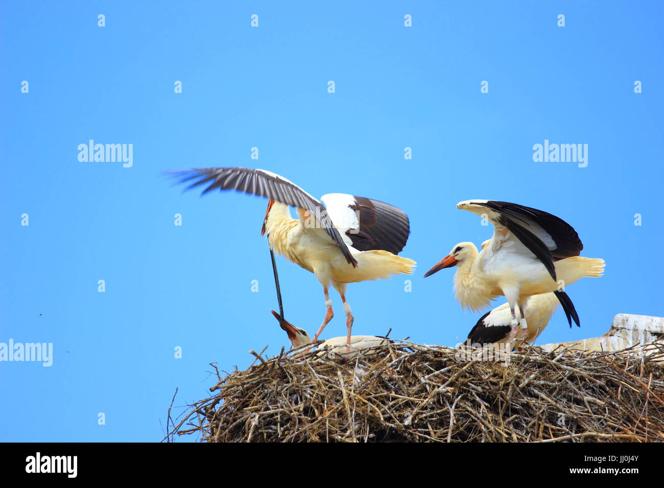 White Stork With Snake High Resolution Stock Photography and Images - Alamy